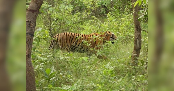 forest department and up police failed to catch tiger two months in ...