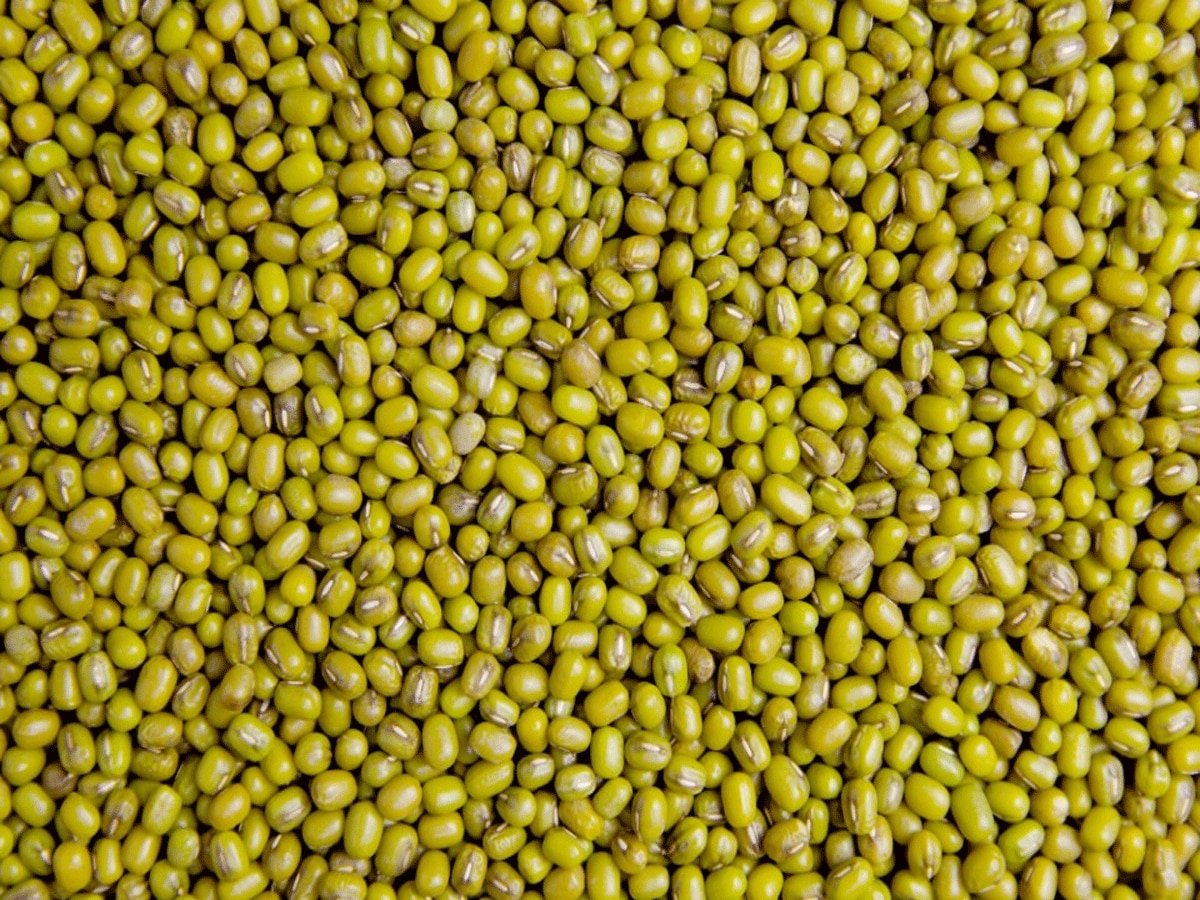 Rajasthan Nagaur moong dal crop that eats human flesh| राजस्थान के ...
