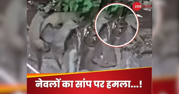 Viral Video नेवलों ने अचानक कर दिया अजगर पर हमला पहले घेरा फिर नोंच कर किया ये बुरा हाल