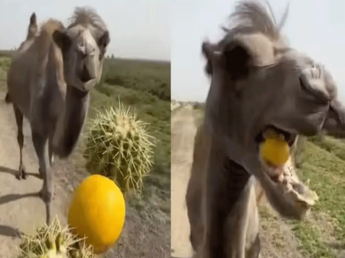 Camel making fun of lemon after eating it closed its eyes watch viral ...