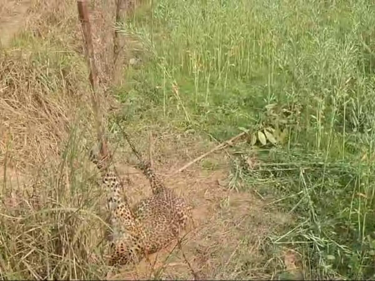 Bagaha Leopard Strayed From VTR Forest Got Injured After Trapped In ...