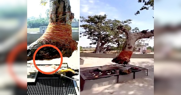 What is the mystery tree in India | What is the tree with hanging ...