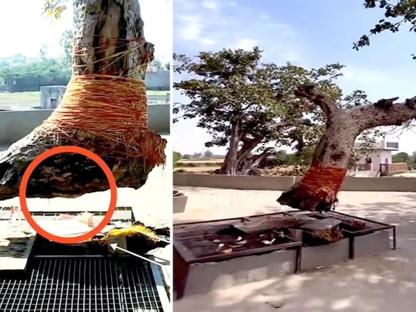 What is the mystery tree in India | What is the tree with hanging ...