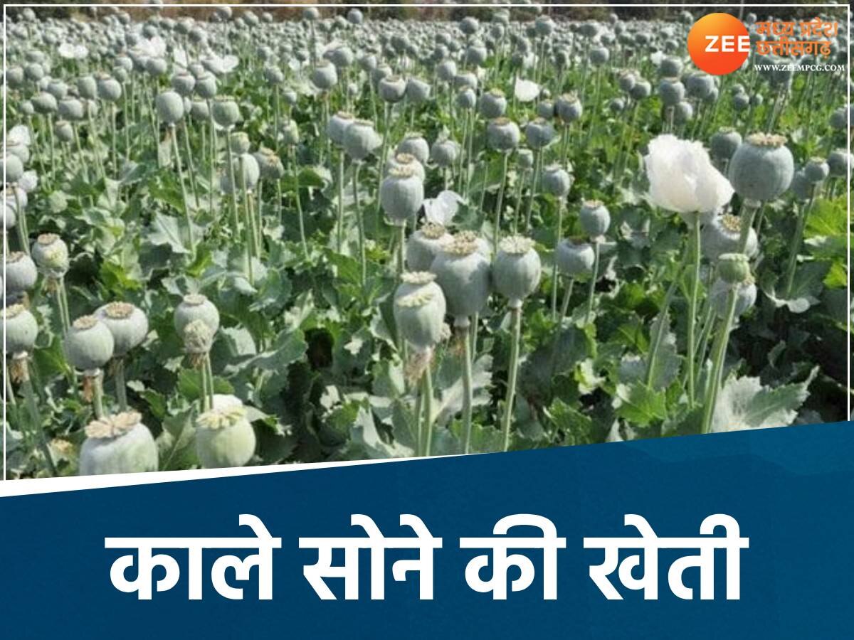 3674953-opium-is-cultivated.jpg?im=FitAndFill=(1200,900)