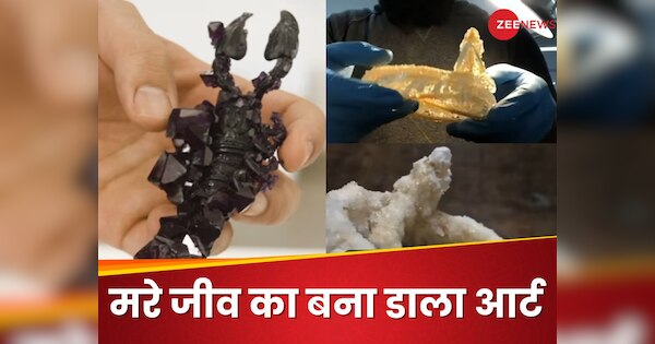 Dead insects rotten scientist cool art with Jugaad the mind will shake ...