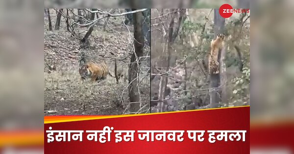 leopard ran after the tiger attack shocking scene seen in the end ...