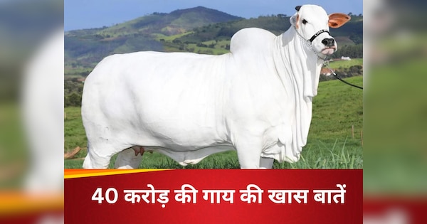 indian origin cow Viatina 19 Nelore breed sold for Rs 40 crore in ...