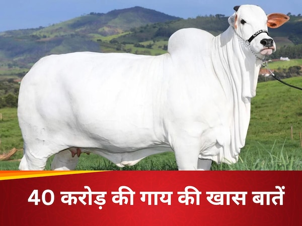 indian origin cow Viatina 19 Nelore breed sold for Rs 40 crore in ...