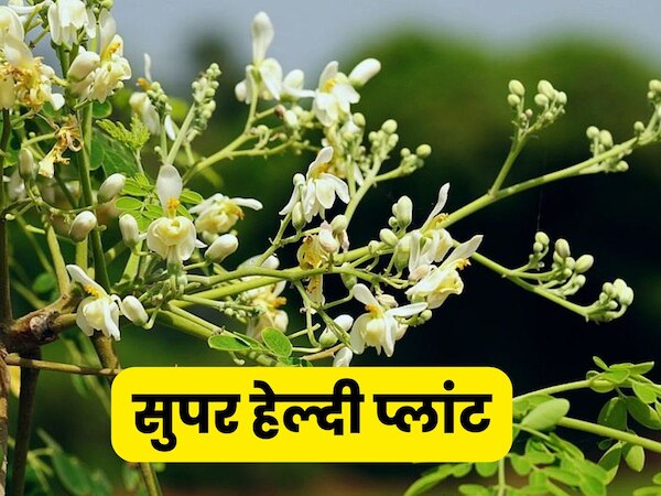Benefits Of Moringa Leaf Flower Tea Sahjan Ke Ped Ke Fayde | फूल और ...