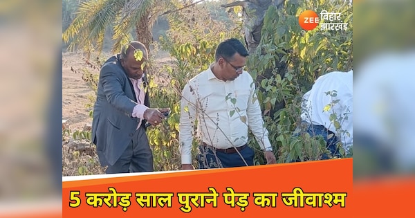 Fossil of 50 million years old tree found in Pakur scientists call it ...