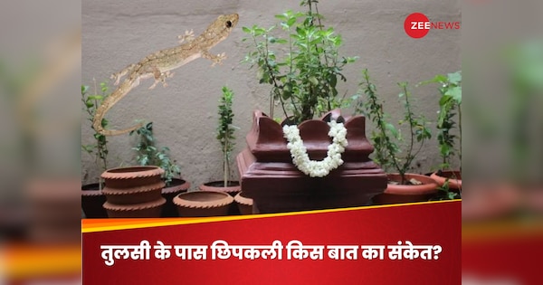Is seeing a lizard near Tulsi a sign of good or bad luck Know what ...
