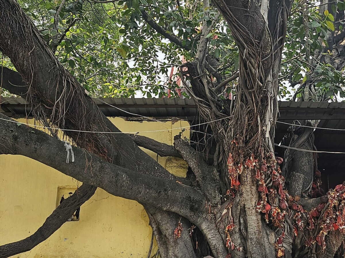 Korba mysterious 500 old year banyan tree where every wish is fulfilled ...