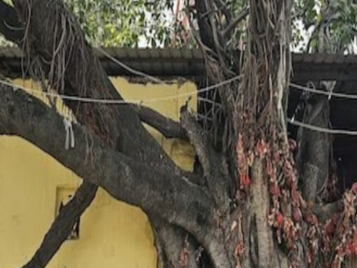 Korba mysterious 500 old year banyan tree where every wish is fulfilled ...