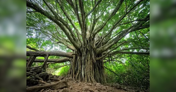 Korba mysterious 500 old year banyan tree where every wish is fulfilled ...