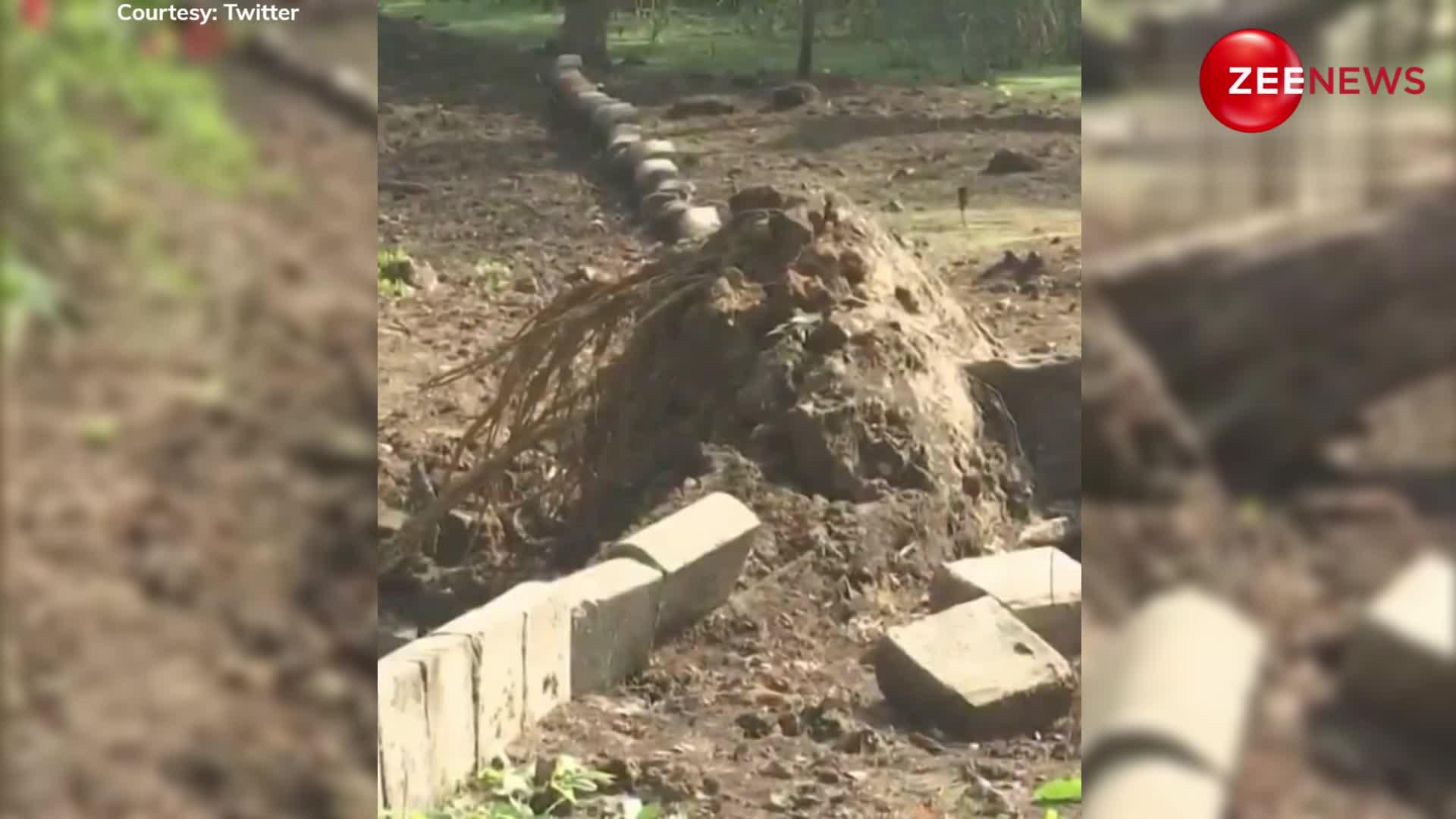 25 year old tree uprooted due to earthquake in jheel park at dhaula ...