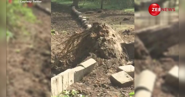 25 year old tree uprooted due to earthquake in jheel park at dhaula ...