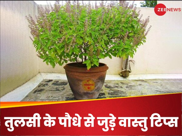 Astro Tips do not keeping these things near Holy Basil vastu Upay related to tulsi ka paudha ...