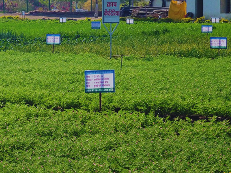 mp sagar agriculture scientist creates crop cafeteria provides wheat ...