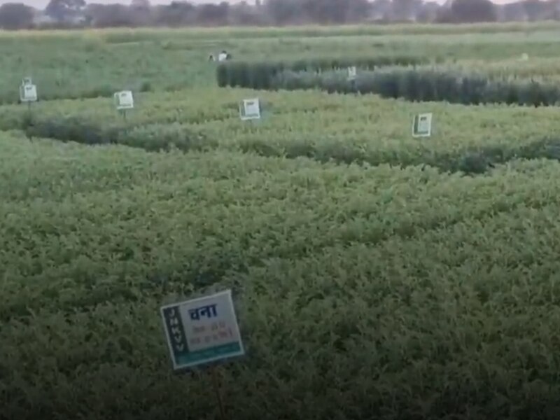mp sagar agriculture scientist creates crop cafeteria provides wheat ...
