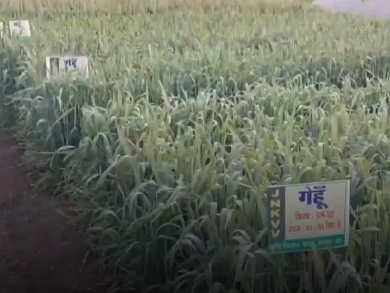 mp sagar agriculture scientist creates crop cafeteria provides wheat ...