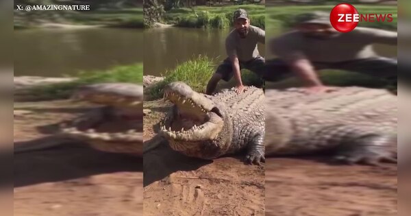 124 year old world oldest henry nile crocodile father of 10000 crocs 5 ...