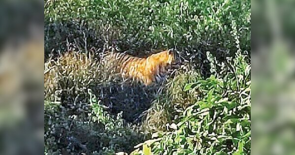 Tiger attack goats in Sitapur after Lucknow Lakhimpur Kheri as Forest ...