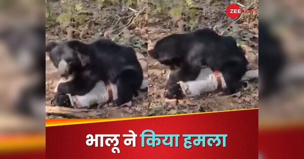 Viral Video : जंगल में अचानक भालू के सामने आए बाप-बेटे, हमला किया बस चिल्लाते रह गए लोग, देखें ...