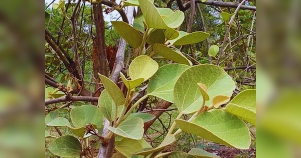 chhattisgarh dahiman tree is sanjeevni herb cures health problems like ...