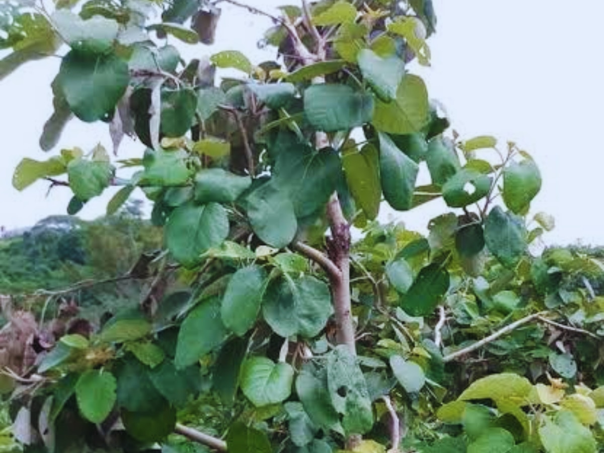 chhattisgarh dahiman tree is sanjeevni herb cures health problems like ...