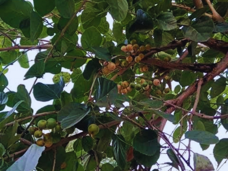 chhattisgarh dahiman tree is sanjeevni herb cures health problems like ...