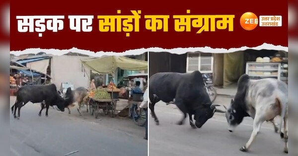 Hardoi Bull Fight on road damaged Bike Cars in Pihani Road watch saand ...