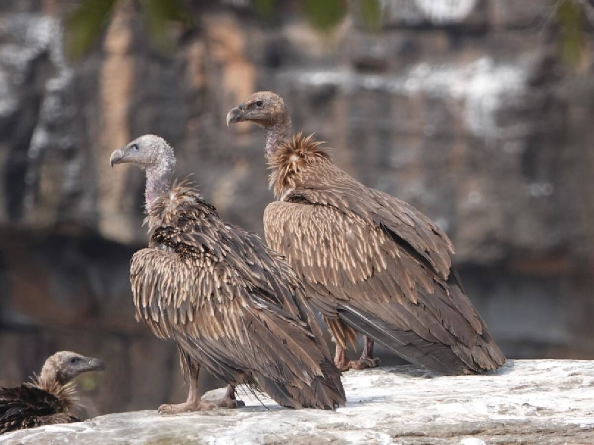 highest number of vultures madhya pradesh got title of state number of ...