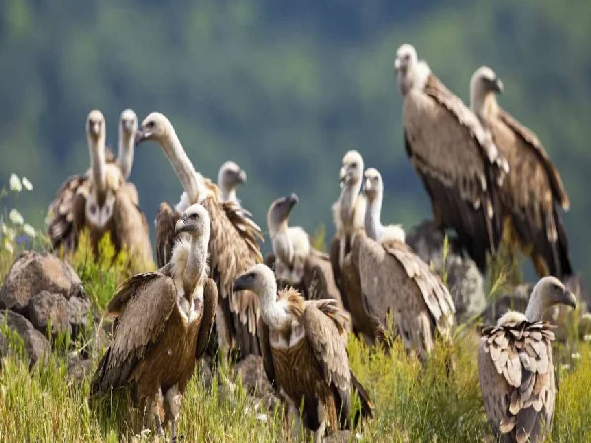 highest number of vultures madhya pradesh got title of state number of ...