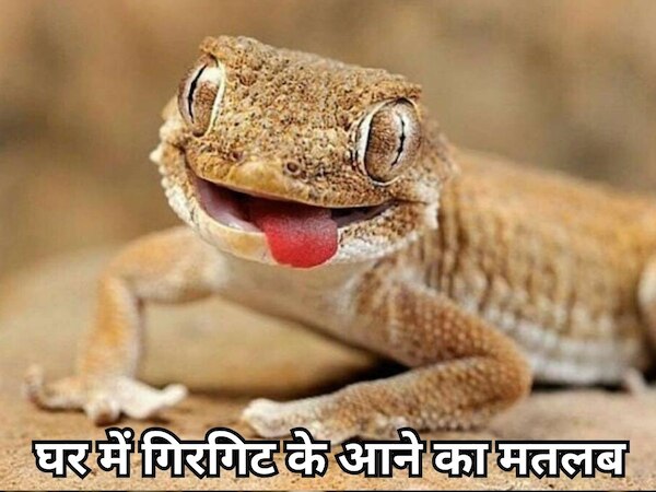 ghar me girgit ka aana shubh ya ashubh chameleon meaning | छिपकली ही ...