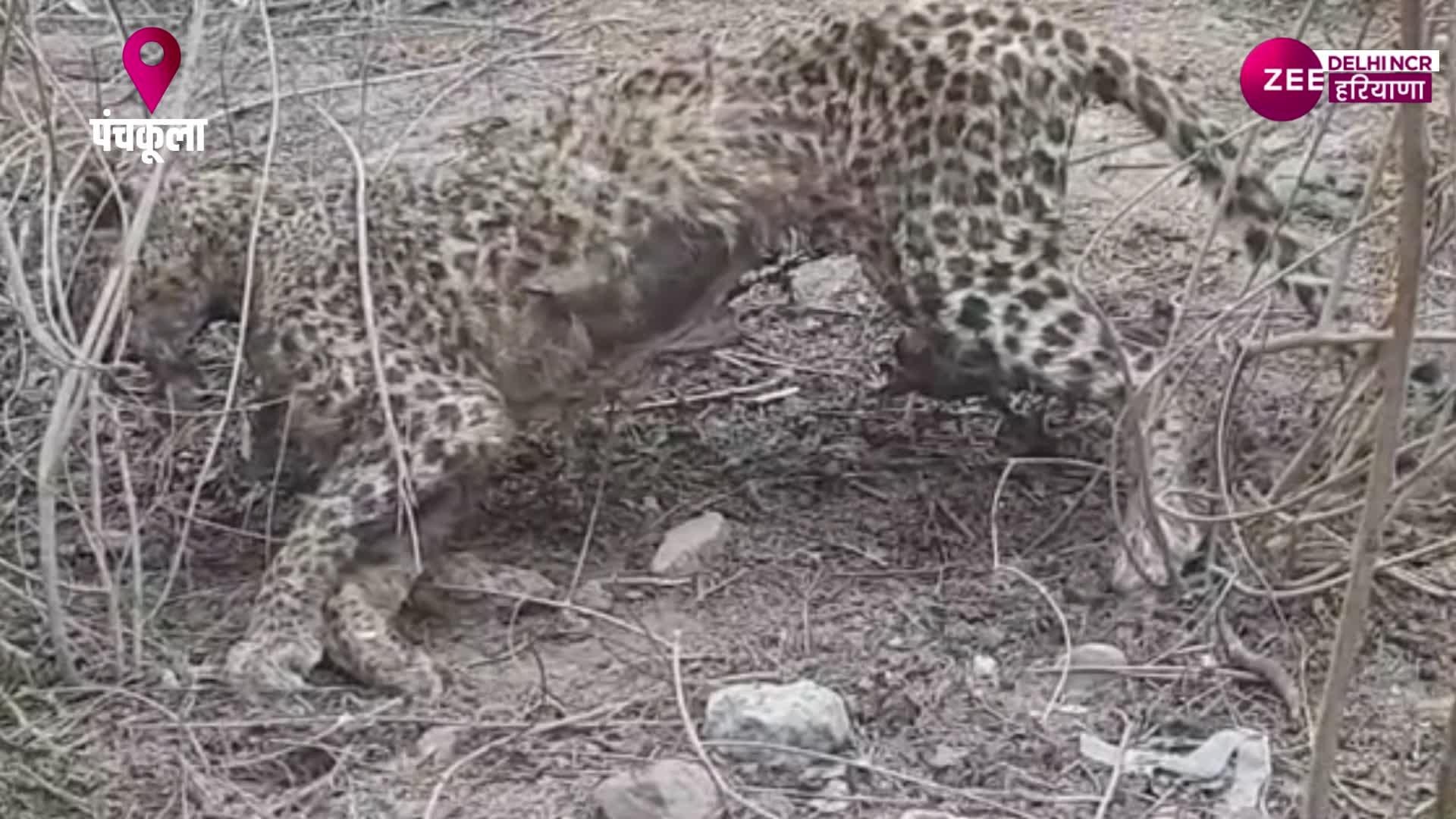 haryana Tendua Video Dead leopard found in Panchkula news | Tendua ...