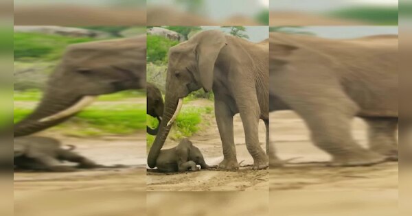 cute baby elephant falling again and gain on soil cute video will win ...