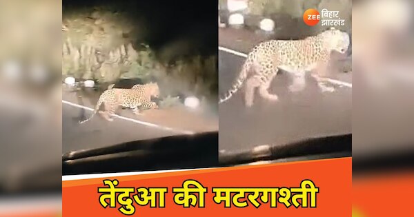 bagaha vtr leopard seen frolicking on valmikinagar main road tourists captured moment on camera ...