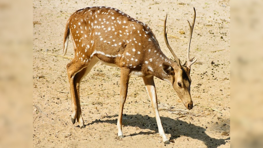 Bikaner News deer hunting in Bajju Animal lovers angry Demand for ...