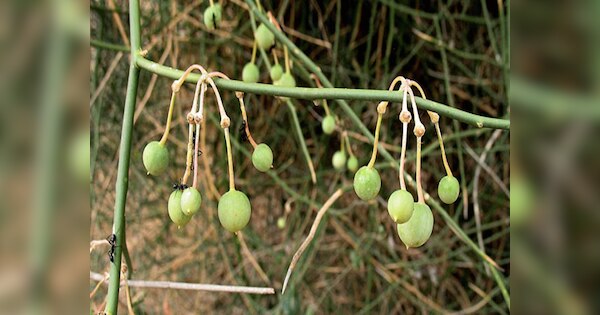 Rajasthan Ayurveda ker tree can help to remove weakness Claim to have ...