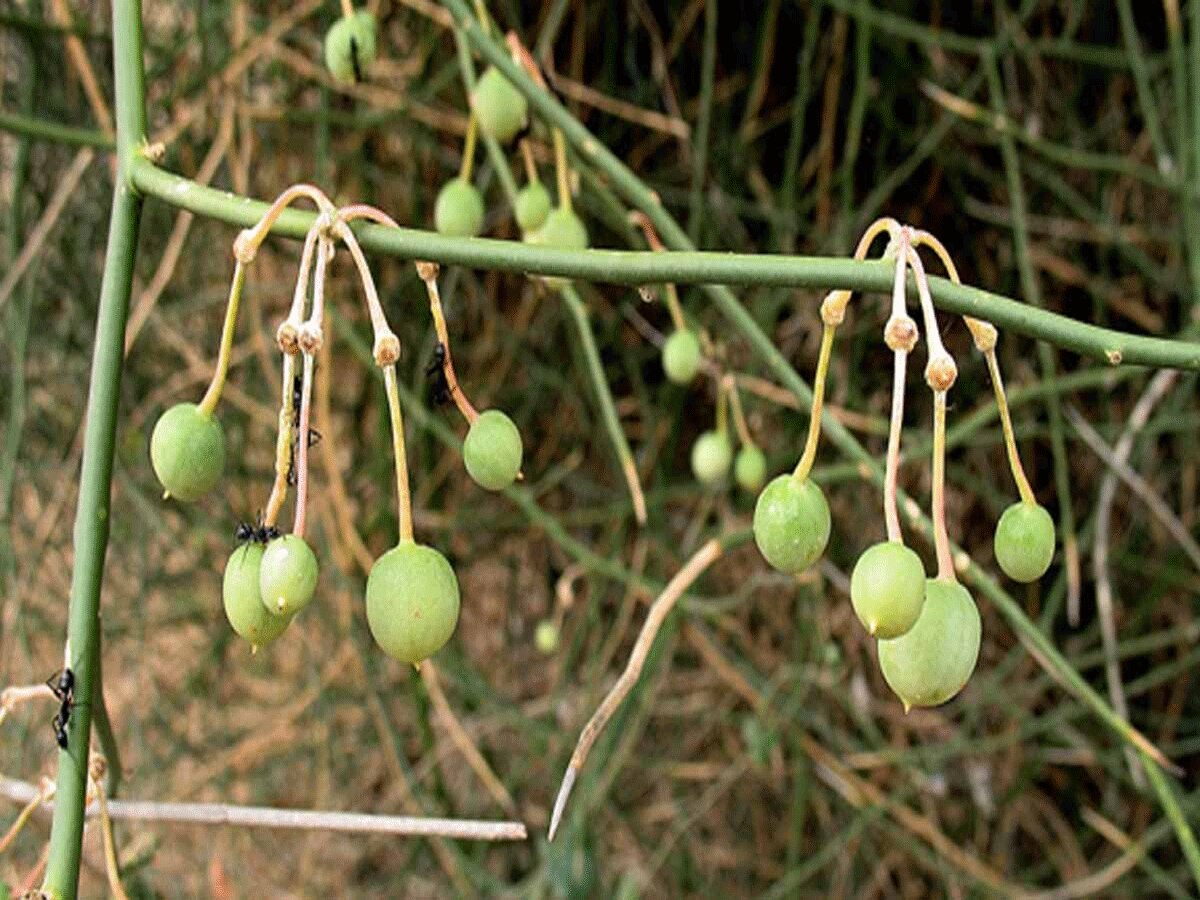 Rajasthan Ayurveda ker tree can help to remove weakness Claim to have ...