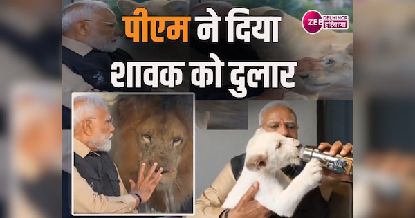 Narendra Modi Lion Video: शेर के साथ पीएम के खेलने का वीडियो वायरल ...