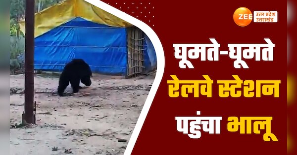 pilibhit bear wandered and reached mala railway station forest ...