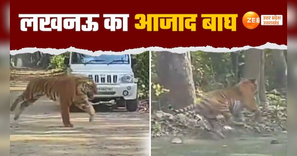 Forest department released Lucknow tiger safely in Dudhwa Tiger Reserve watch video | Tiger ...