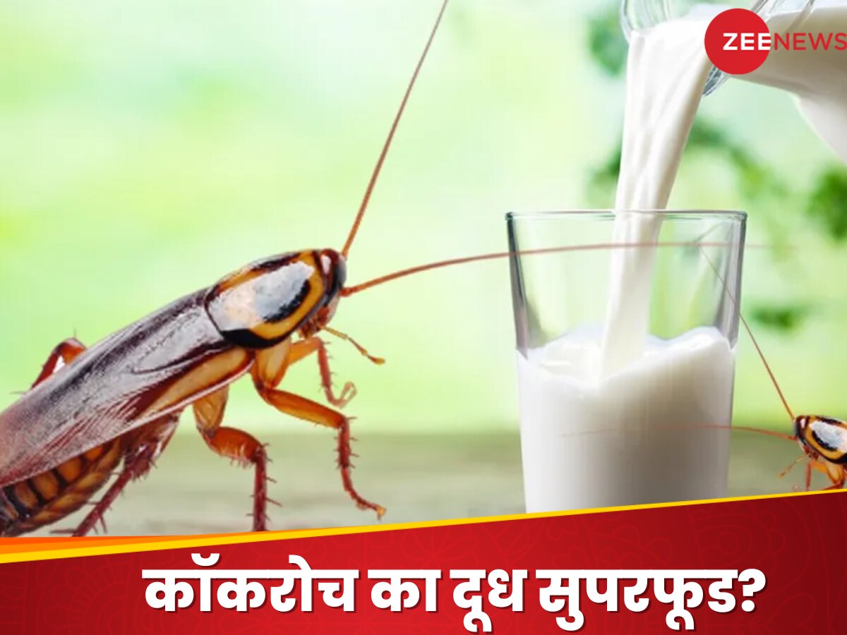 Is Cockroach Milk The Future of Nutrition Scientists Say It More Nutritious Than Cow Milk | गाय ...