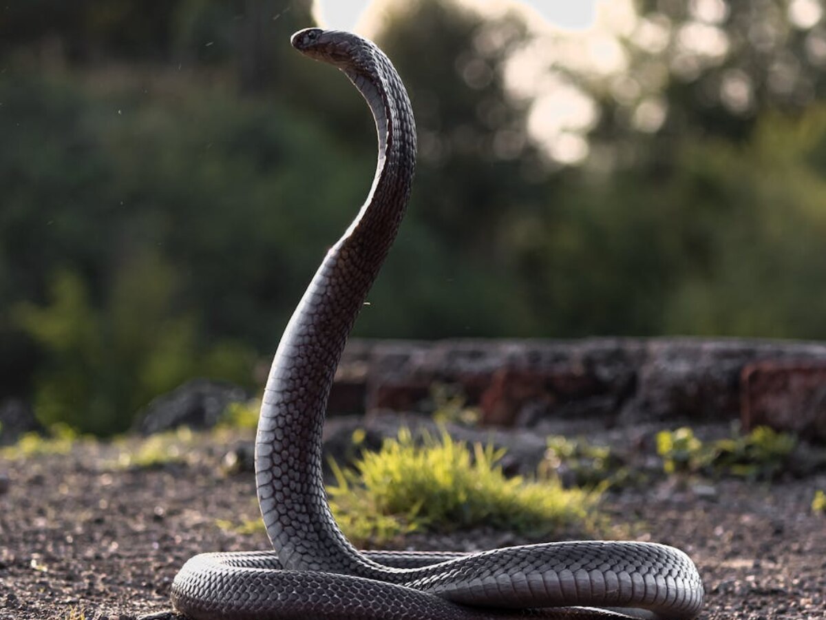 Cobra to russell wiper dangerous indian snakes that are active on ...