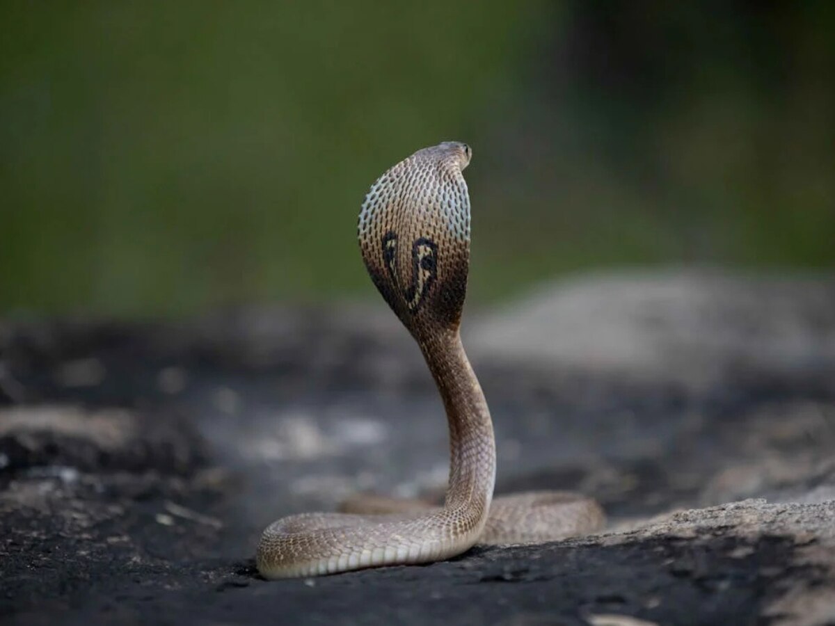 Cobra to russell wiper dangerous indian snakes that are active on ...