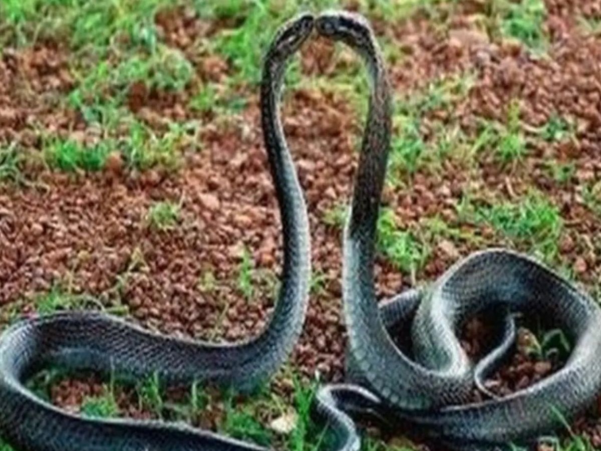 manendragarh chirmiri ichchhadhari naag nagin are found in snake cave ...