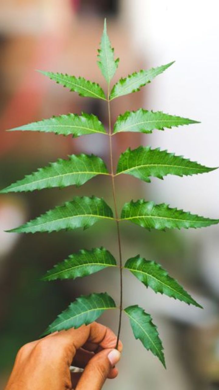 Neem leaves are superfood that can change your life know its countless ...