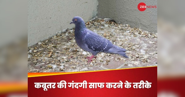 How To Clean Pigeon Beat Poop Kabootar ke mal ko kaise Karen Saaf ...