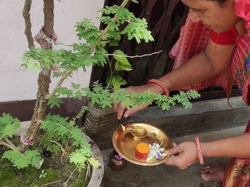 Is Shami plant good for home | Which God is the Shami plant for | Is ...